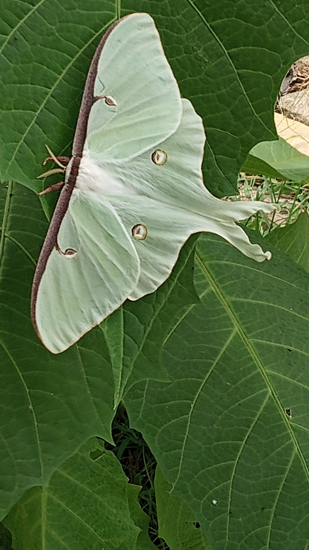 Luna Moth on Angel Wings leaf | Smithsonian Photo Contest | Smithsonian ...