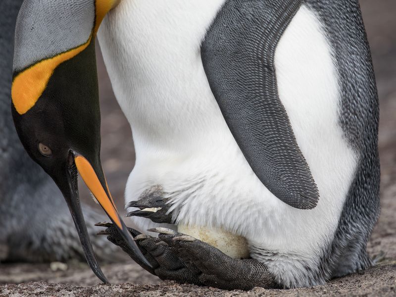 King Penguin, hatching | Smithsonian Photo Contest | Smithsonian Magazine
