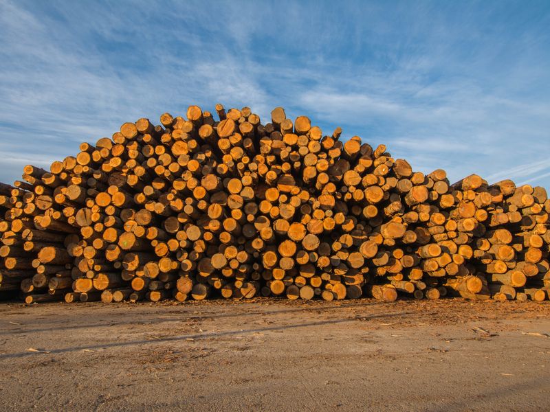 Deforestation | Smithsonian Photo Contest | Smithsonian Magazine