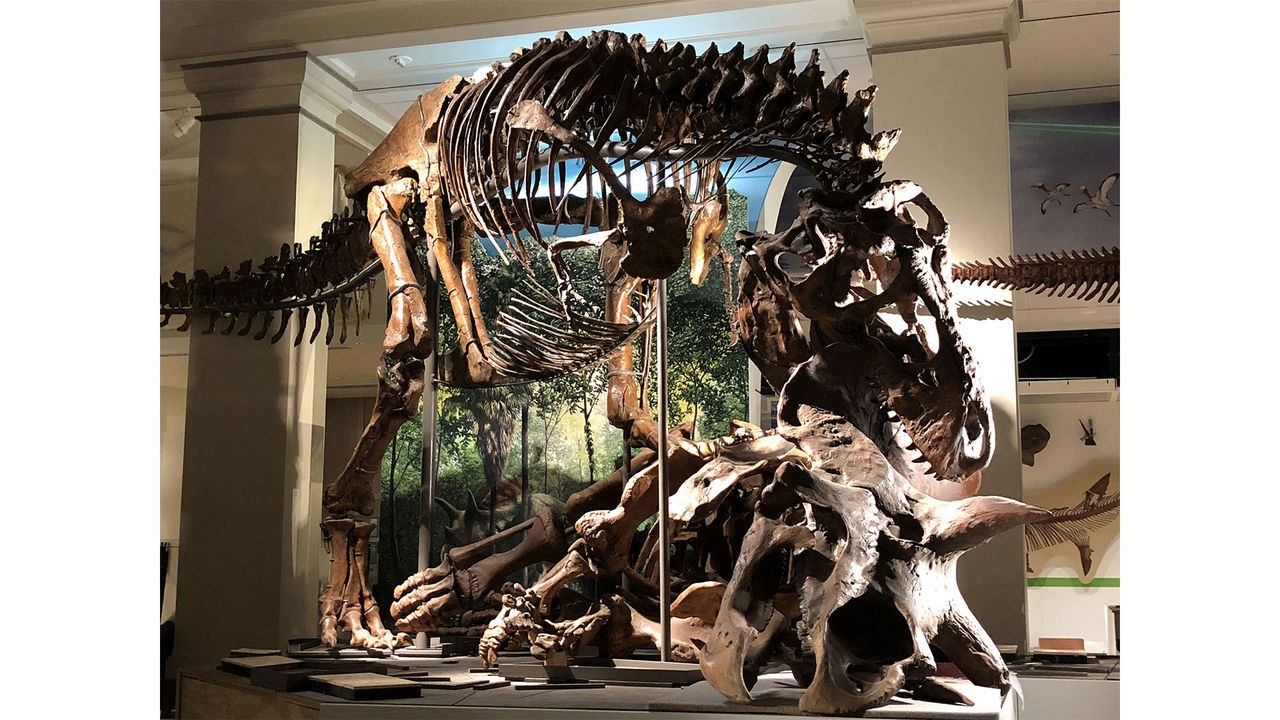 Dinosaurs T Rex Real Eating Tyrannosaurus Rex: Facts And Photos Of The