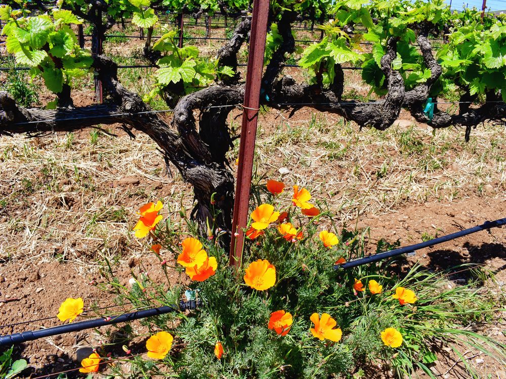 Wild Golden Poppies Growing By Trellised Wine Vines | Smithsonian Photo ...