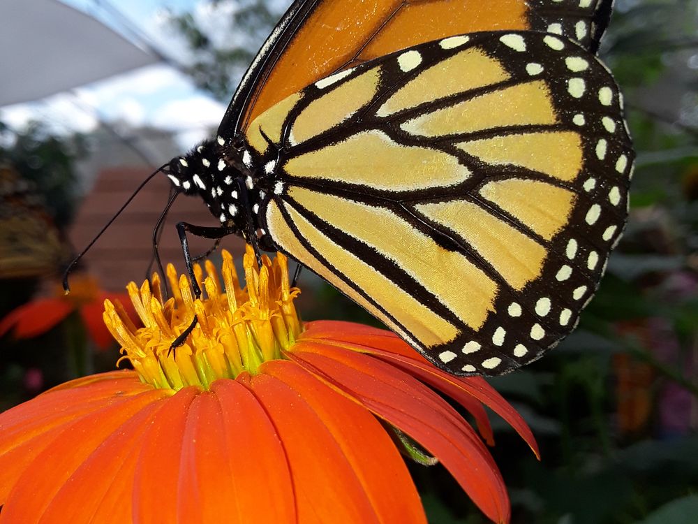 Magnificent Monarchs | Smithsonian Photo Contest | Smithsonian Magazine