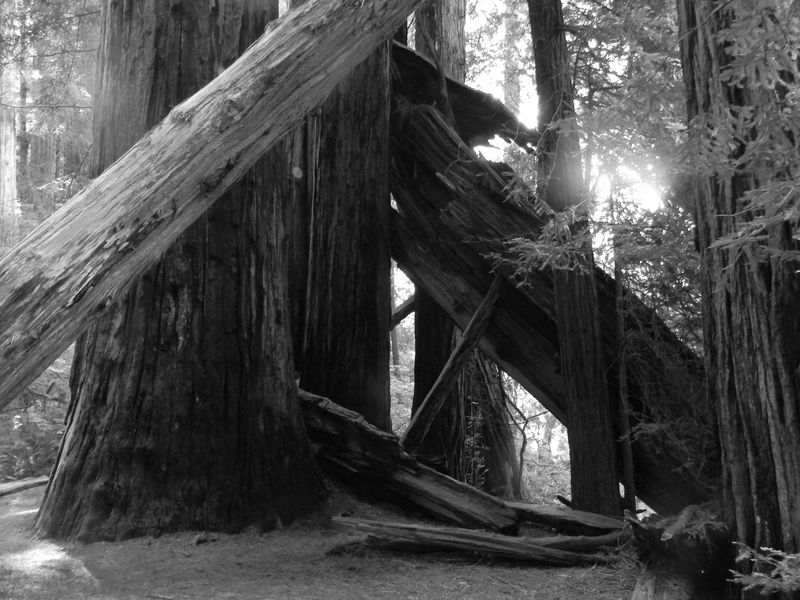 Fallen Giants - Trees from the millenia create a spectacular geometric ...