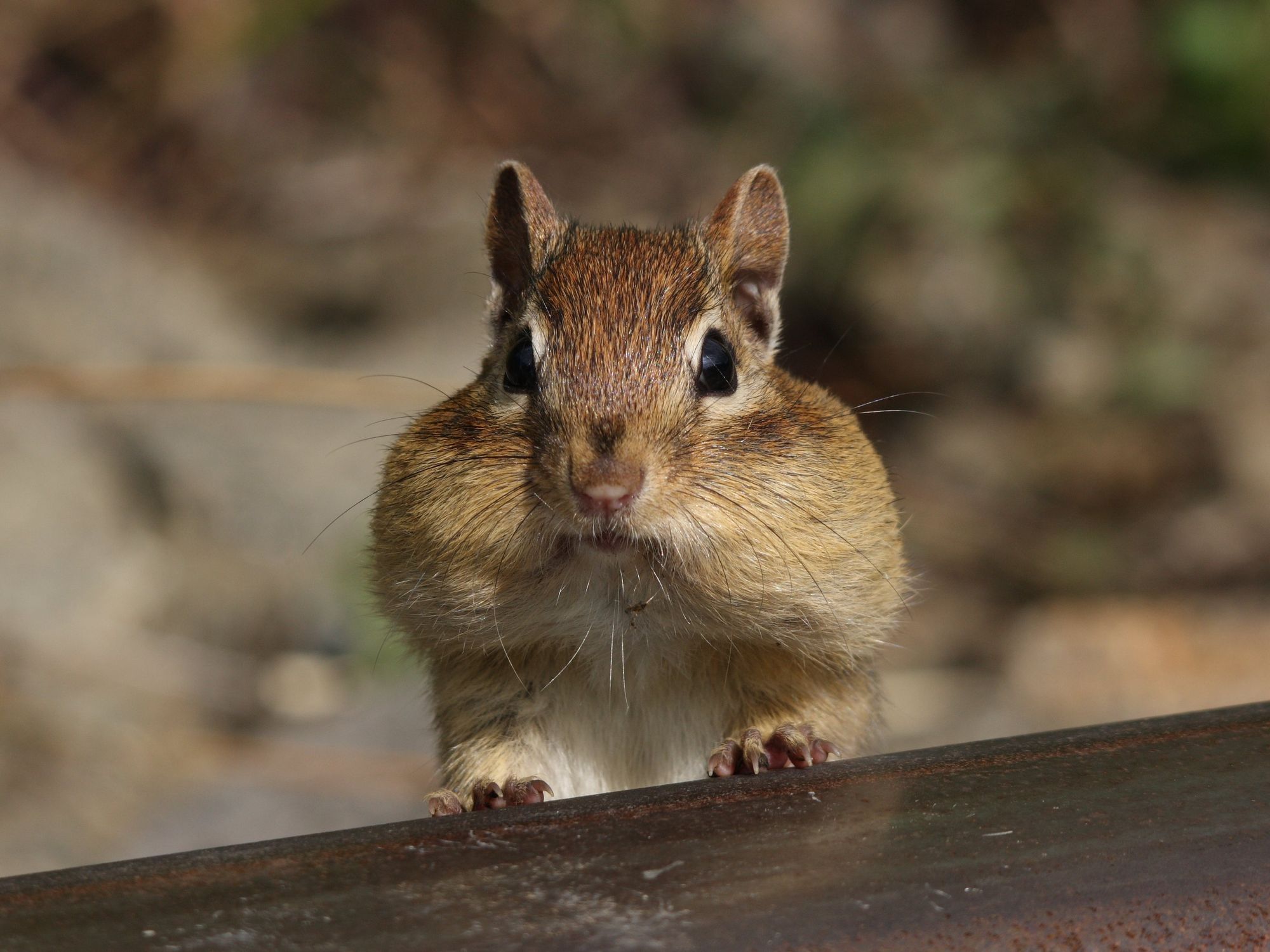 Flies, Chipmunks And Other Tiny Creatures See the World in Slow Motion