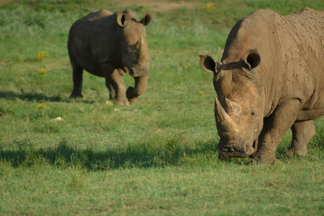 Rhinos to the rescue! | Smithsonian Photo Contest | Smithsonian Magazine