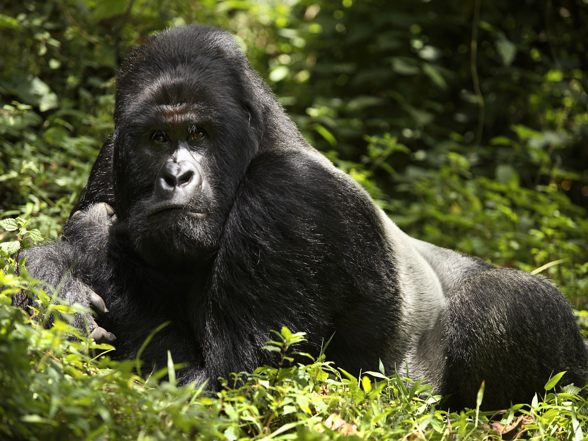 What the Largest-Ever Study of Primate DNA Reveals About Ourselves