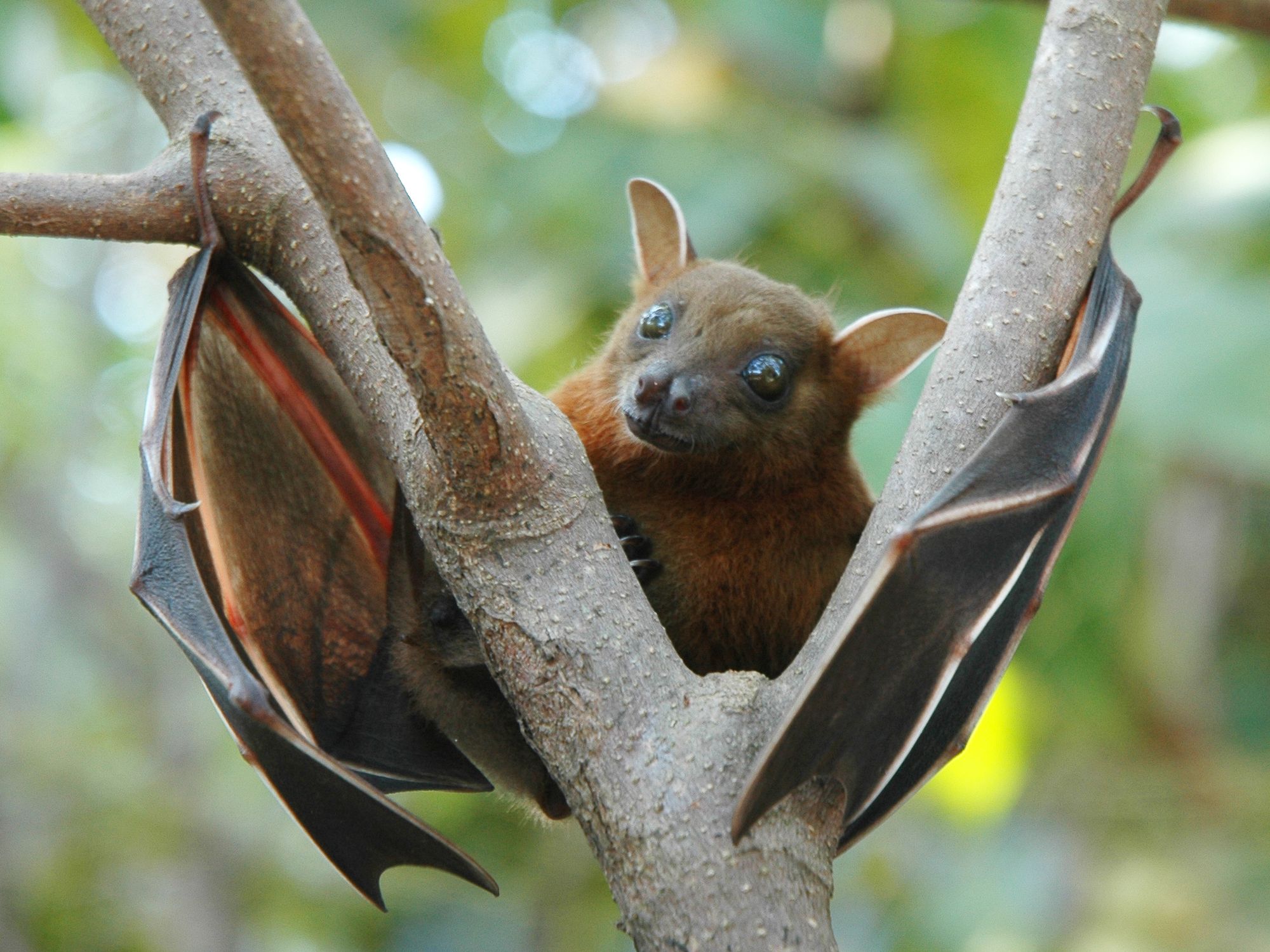 To Uncover the Origins of Diseases, Smithsonian Researchers Dust Bat ...
