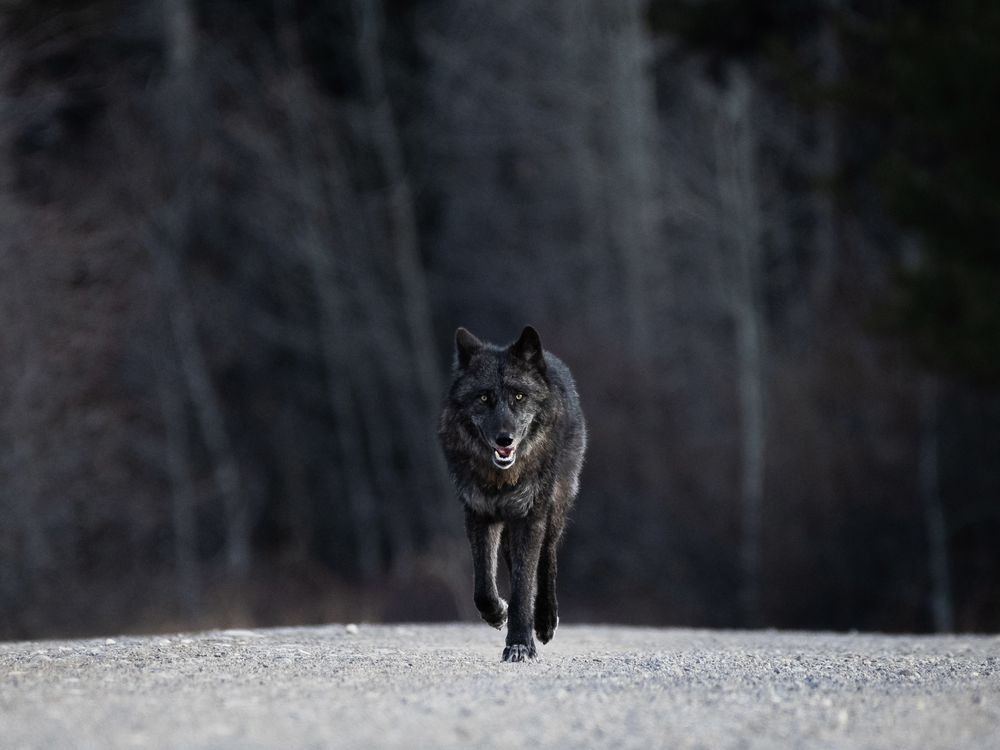 Black Wolf | Smithsonian Photo Contest | Smithsonian Magazine