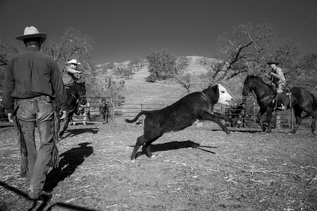 Roping and branding the winter calves | Smithsonian Photo Contest ...