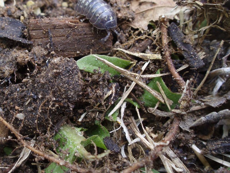 Roly poly | Smithsonian Photo Contest | Smithsonian Magazine
