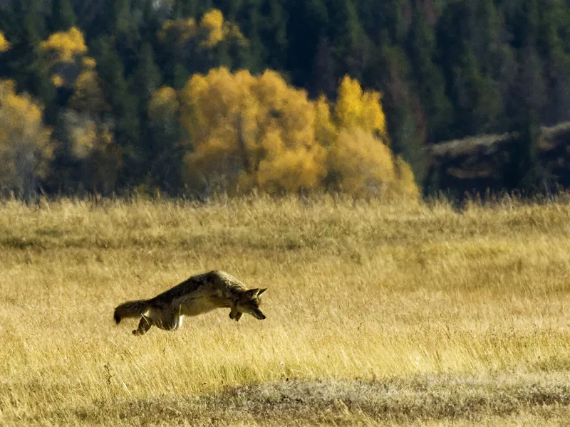 Coyote pouncing on unseen prey in field | Smithsonian Photo Contest ...