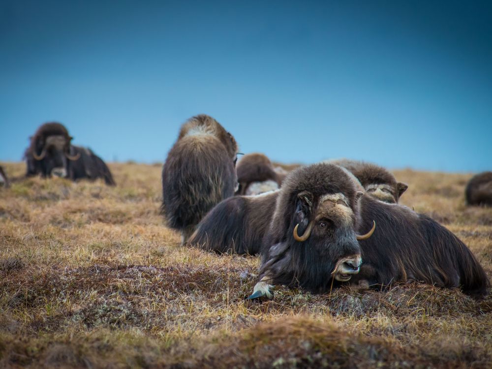 Resting Bull Muskox | Smithsonian Photo Contest | Smithsonian Magazine
