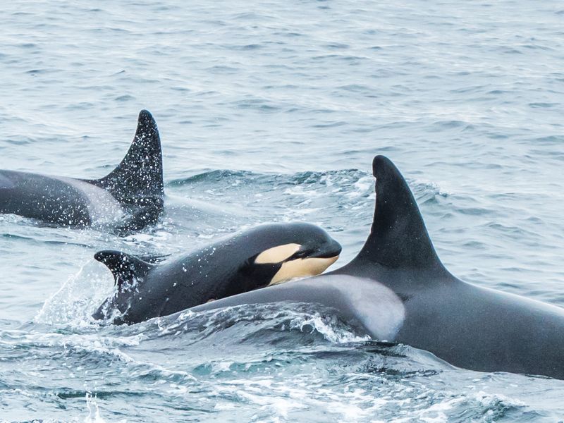 Newborn orca calf swims with its mom. | Smithsonian Photo Contest ...