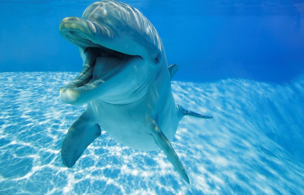 dolphin face on