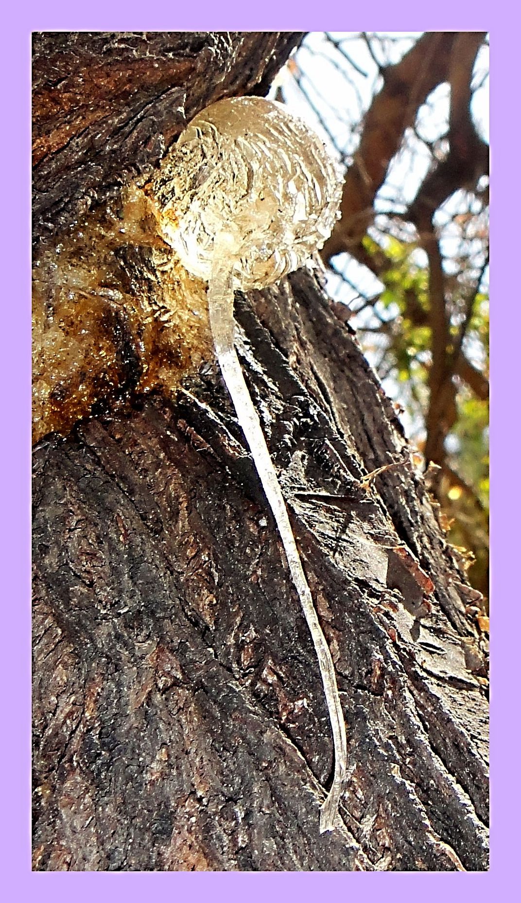A resin dripping from an almond tree. | Smithsonian Photo Contest ...