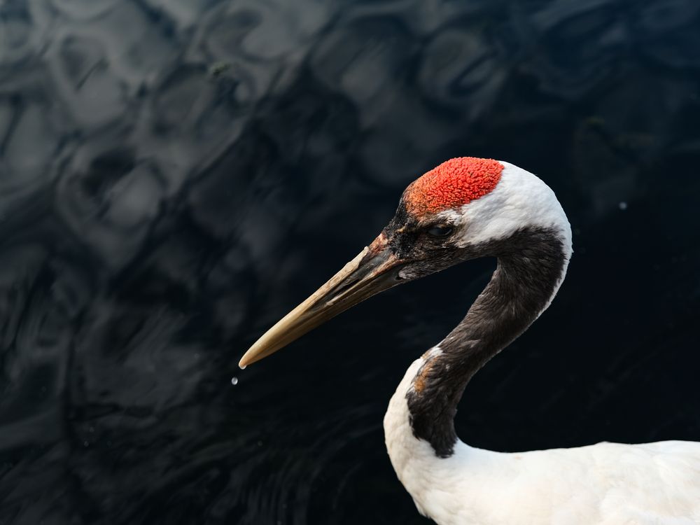 red head bird with tear of water | Smithsonian Photo Contest ...