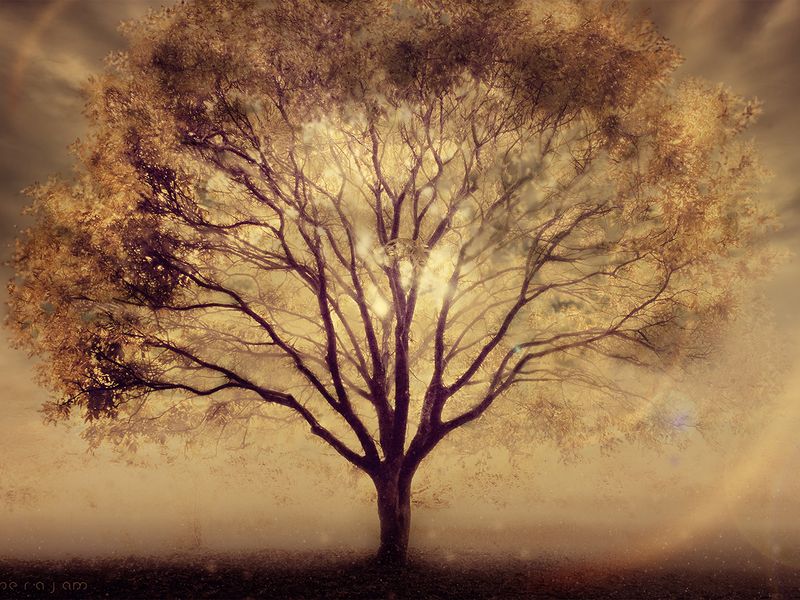 Tree of heaven. tree that stand alone,sunlight through the canopy looks ...