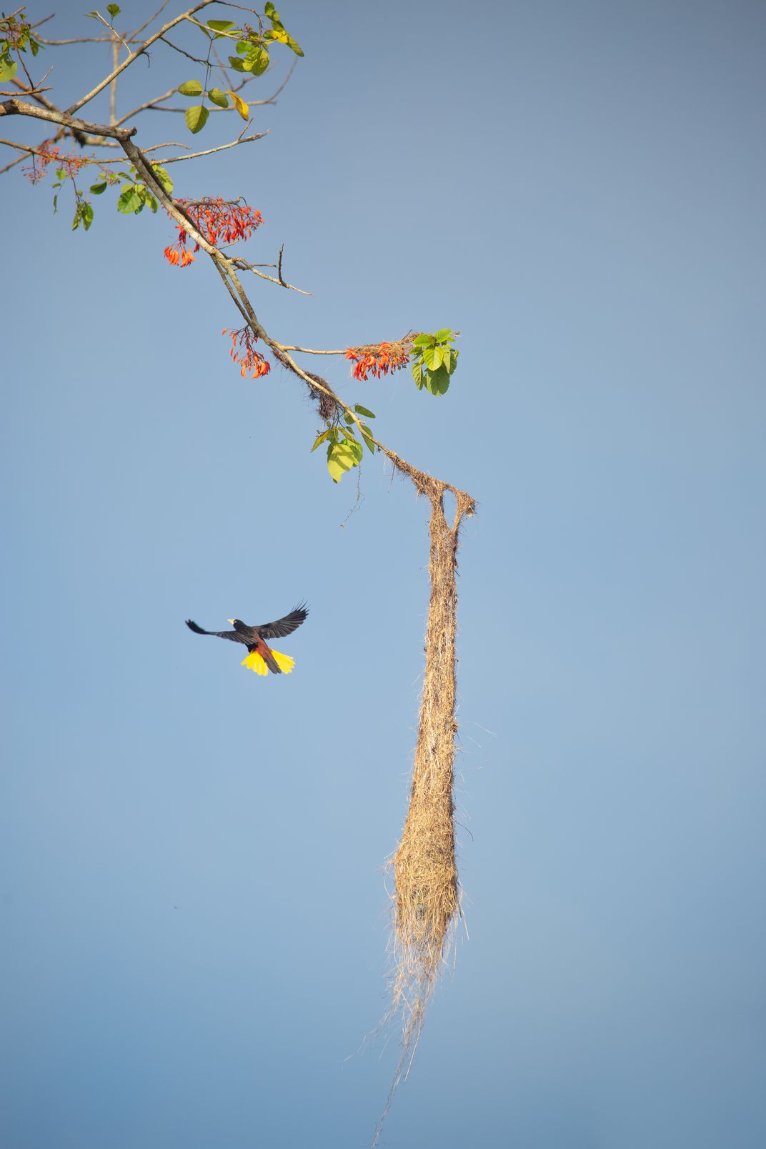Flying Oropendola | Smithsonian Photo Contest | Smithsonian Magazine