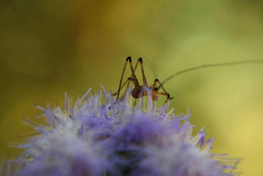 A macro of a strange insect on a pretty purple flower. | Smithsonian ...