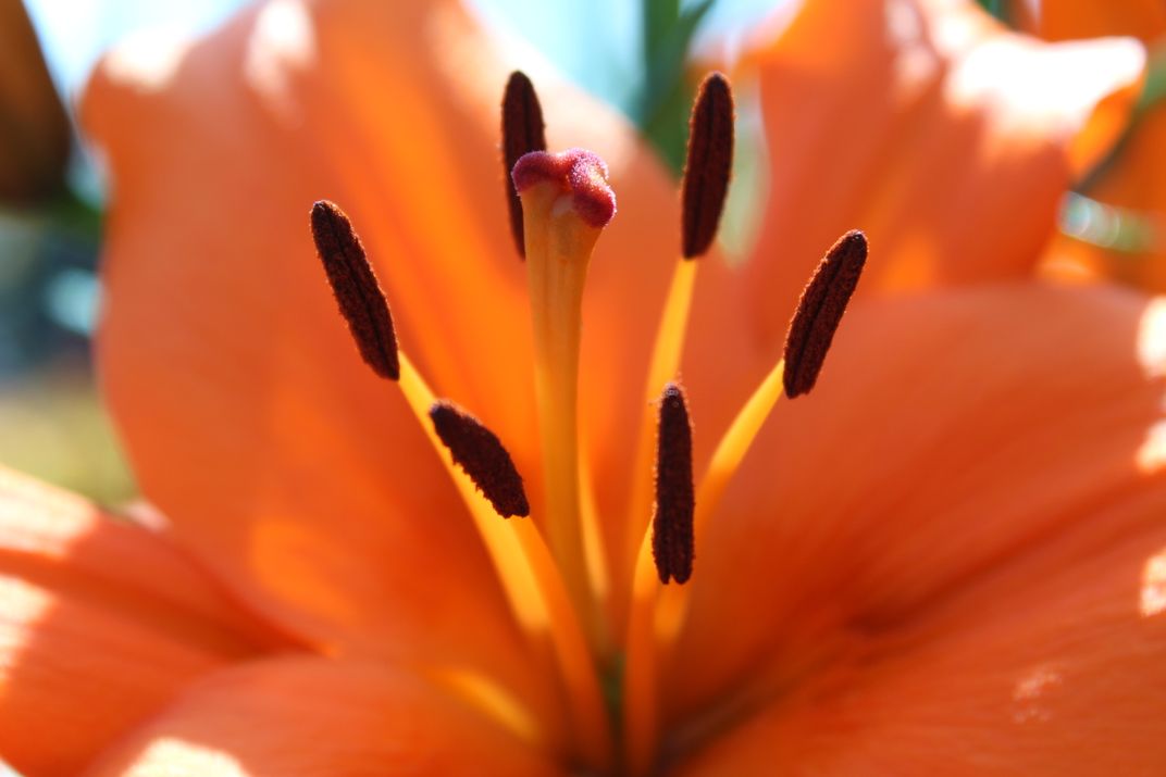 flower power | Smithsonian Photo Contest | Smithsonian Magazine