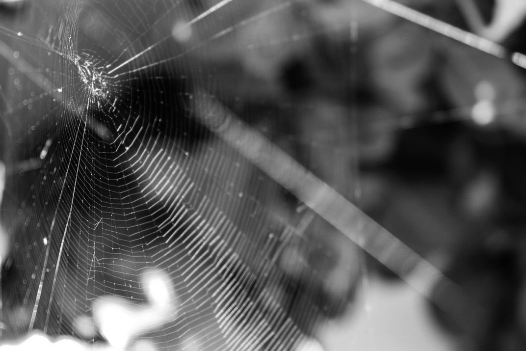 Spiderweb | Smithsonian Photo Contest | Smithsonian Magazine