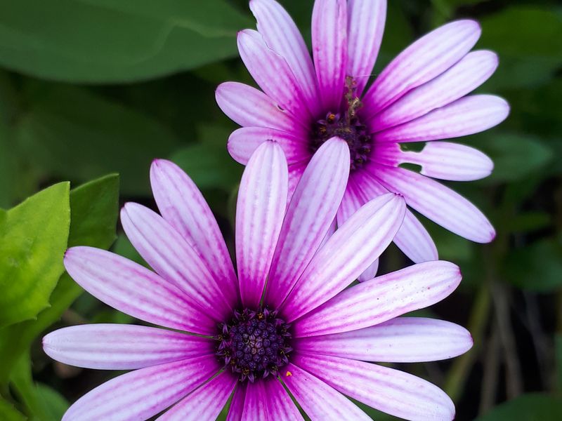 Flower family | Smithsonian Photo Contest | Smithsonian Magazine