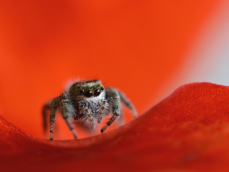 The Little Jumping Spider | Smithsonian Photo Contest | Smithsonian ...