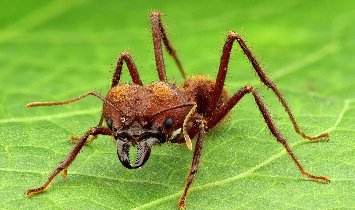 weaver ant queen bite