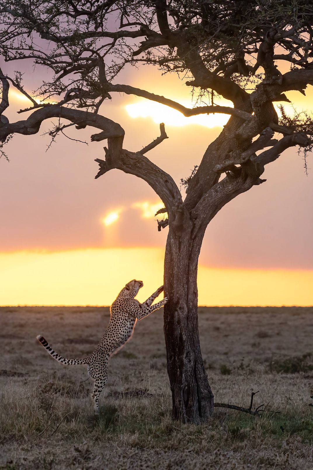 Cheetah Climbing an Acacia Tree | Smithsonian Photo Contest ...