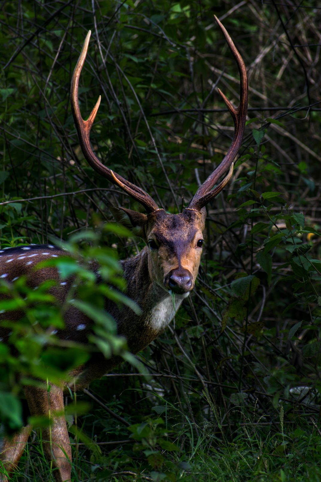 The Pride of Chita deer | Smithsonian Photo Contest | Smithsonian Magazine