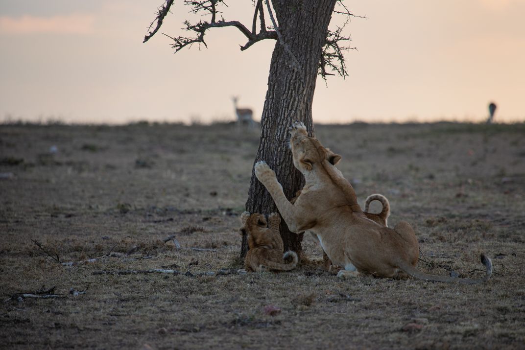 Sharpening Claws | Smithsonian Photo Contest | Smithsonian Magazine