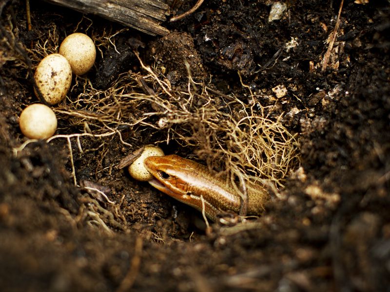 Mother Broadhead skink with eggs | Smithsonian Photo Contest ...