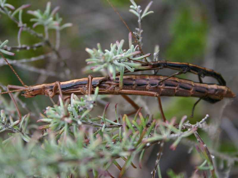 Stick Bugs along the path. | Smithsonian Photo Contest | Smithsonian ...