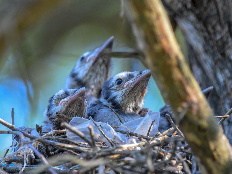 Baby Blue Jays in a Nest | Smithsonian Photo Contest | Smithsonian Magazine