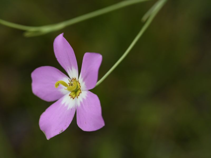 Marsh Pink Flower | Smithsonian Photo Contest | Smithsonian Magazine