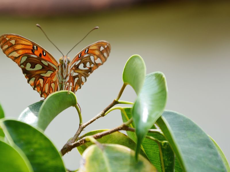 Eyes of a butterfly | Smithsonian Photo Contest | Smithsonian Magazine