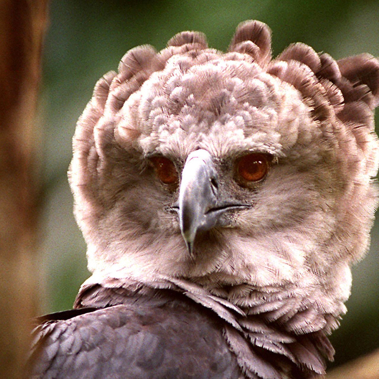 eagle attacking child