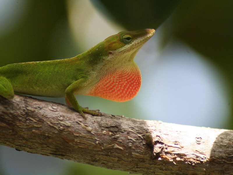 A Green Lizard Calls on a Branch | Smithsonian Photo Contest ...