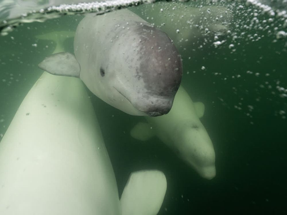 Watch Chatty Beluga Families Migrate With These Stunning Live Cams in ...