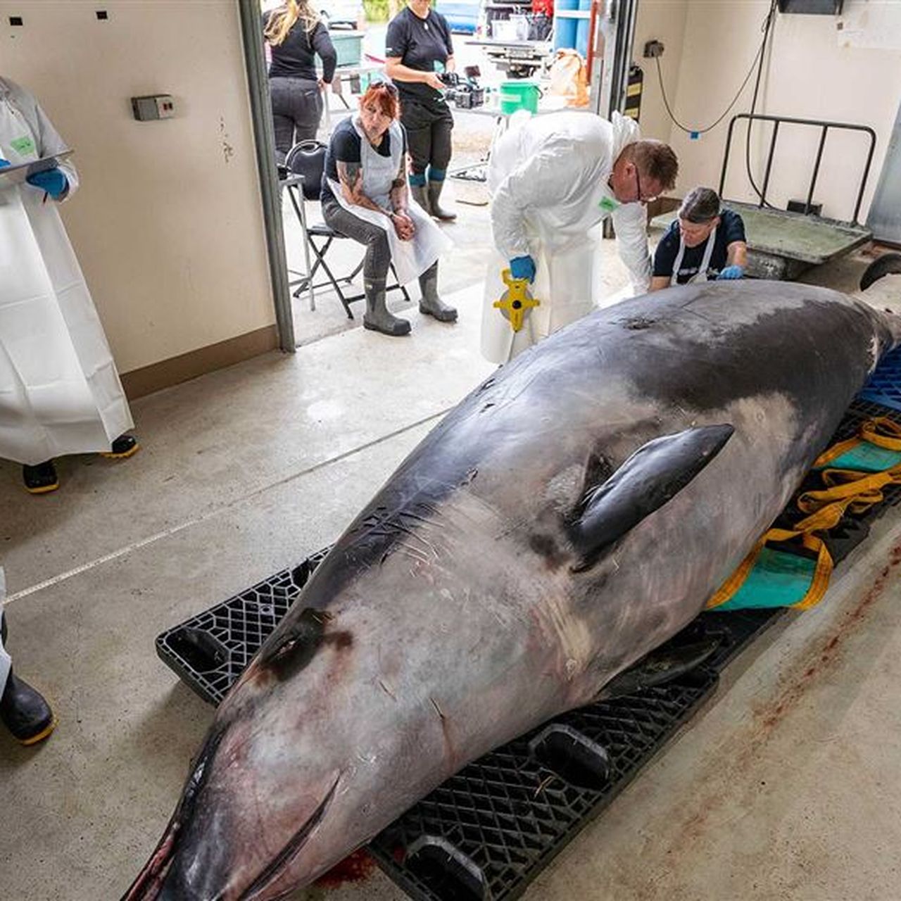 blue whale dissection