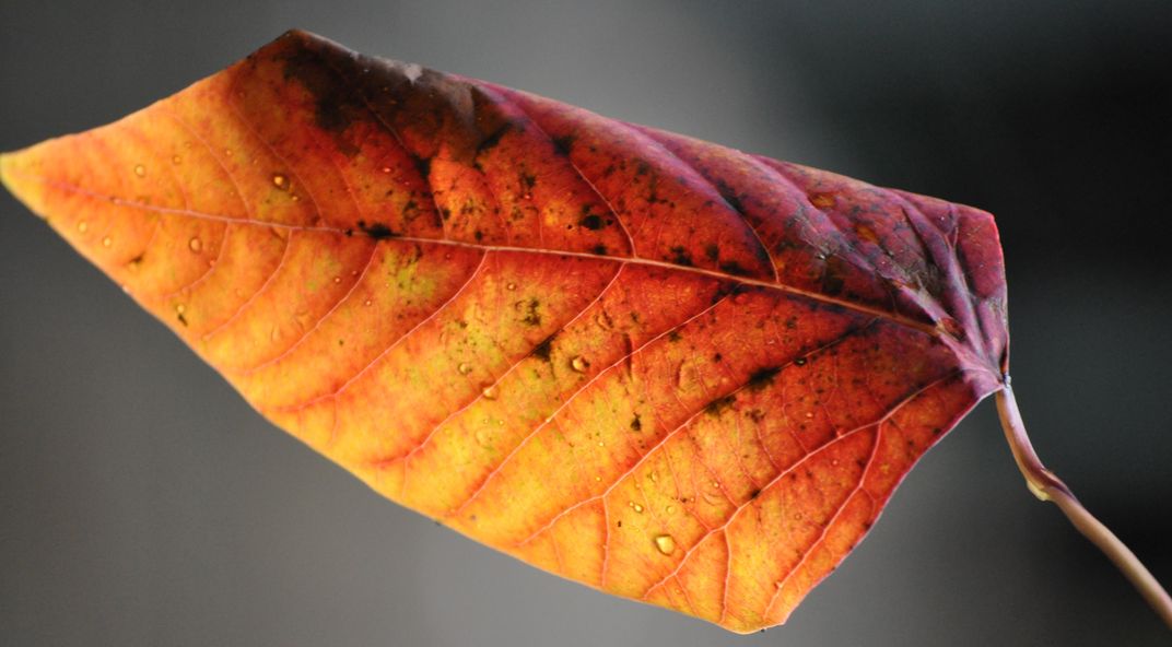 Autumn .. leaf .. Gold | Smithsonian Photo Contest | Smithsonian Magazine