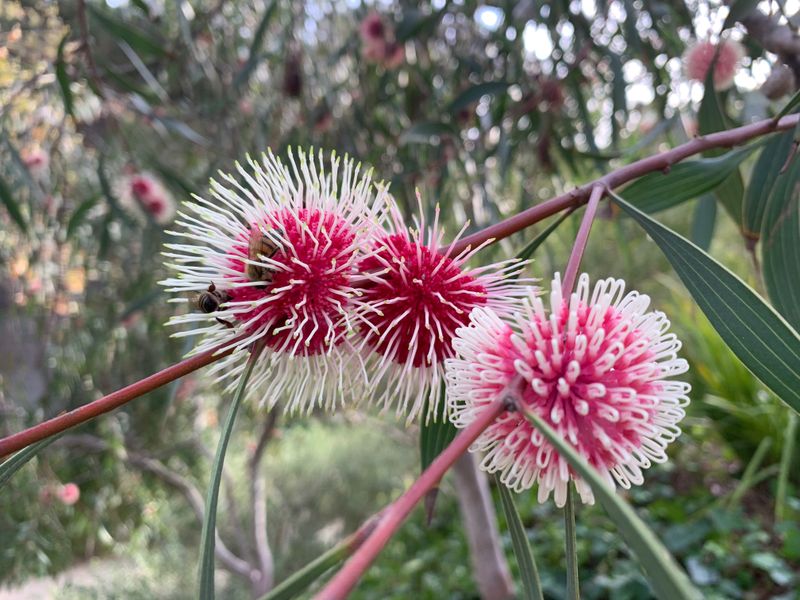 Eucalyptus Bloom | Smithsonian Photo Contest | Smithsonian Magazine