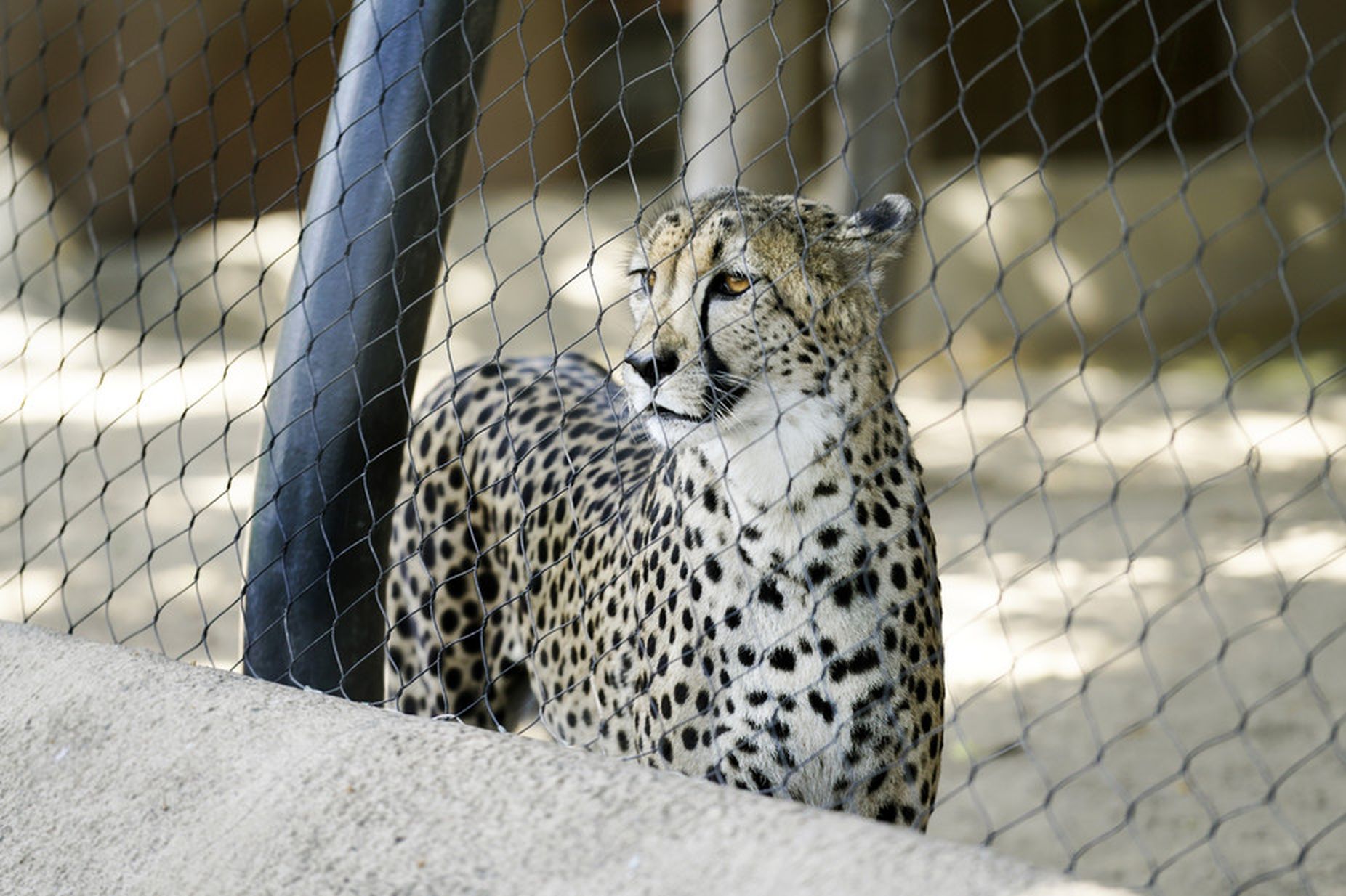 How to Help Cheetahs Live Longer in Captivity