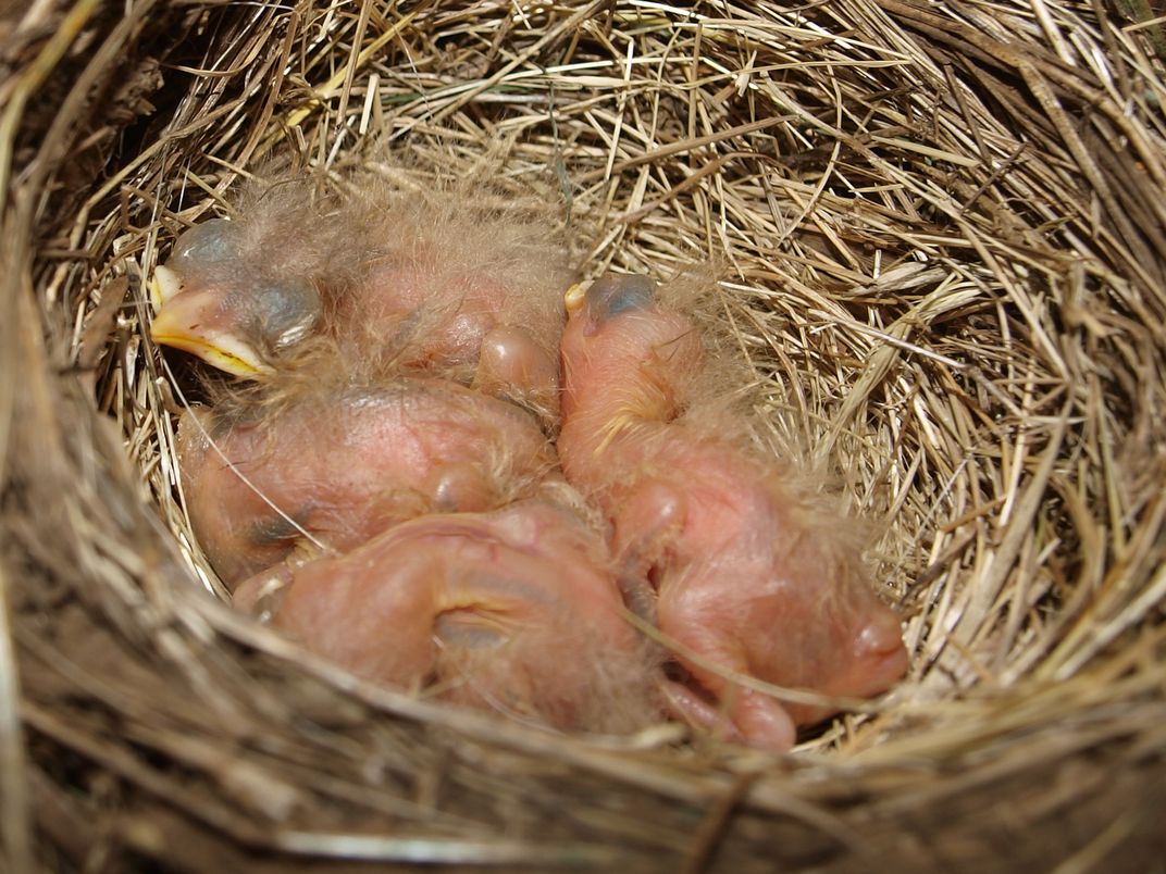 These baby Robin's were sleeping while their Mom looked for food ...