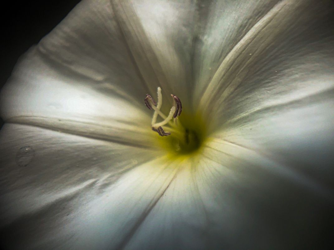 Bindweed Flower | Smithsonian Photo Contest | Smithsonian Magazine
