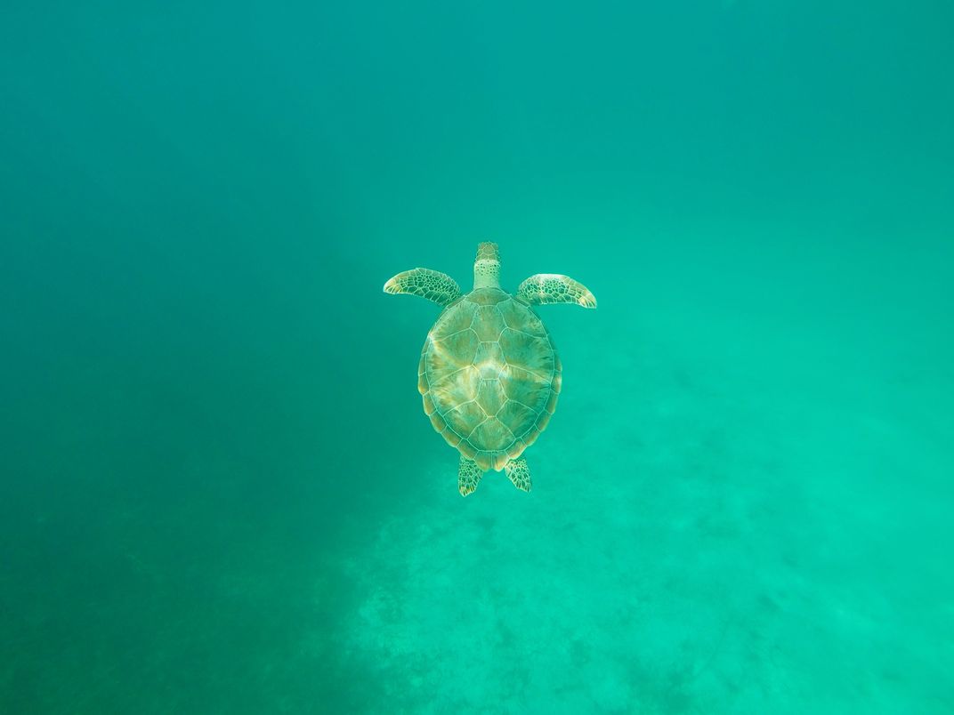 Wild Sea Turtle | Smithsonian Photo Contest | Smithsonian Magazine