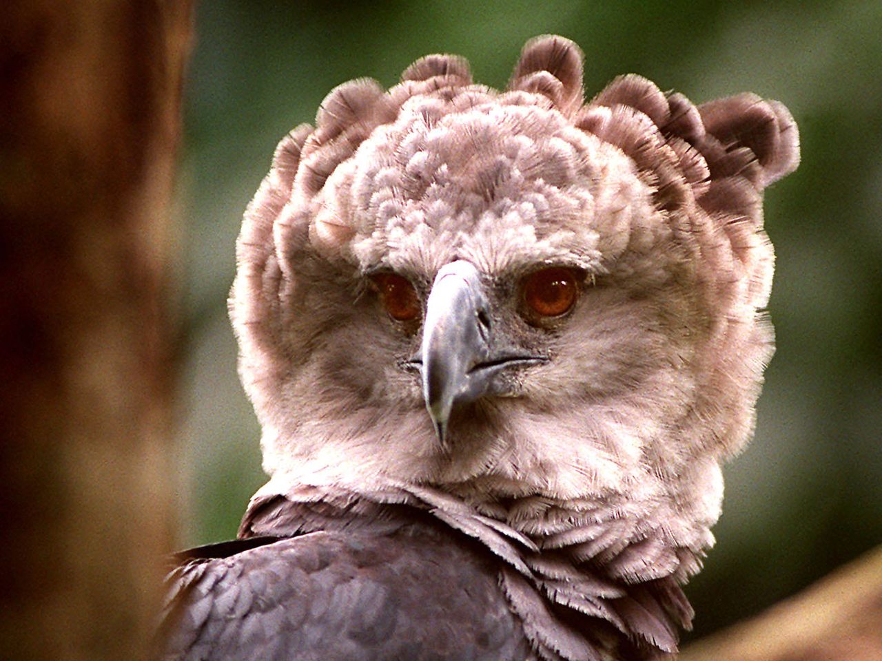 golden eagle attacks child