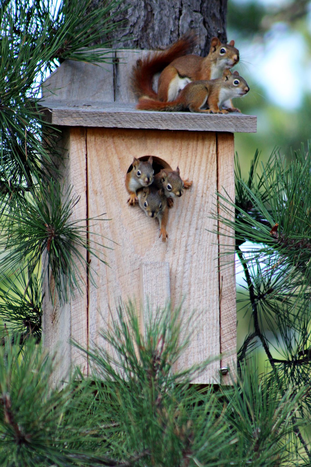 Red Squirrel Family | Smithsonian Photo Contest | Smithsonian Magazine