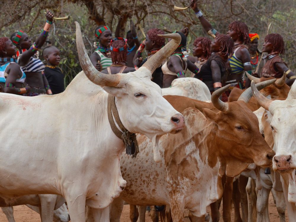 1. Hamar bull jump - shepherd the cows | Smithsonian Photo Contest ...