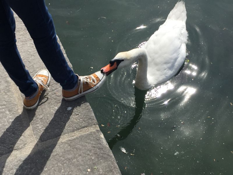Rubber Biting Swan | Smithsonian Photo Contest | Smithsonian Magazine